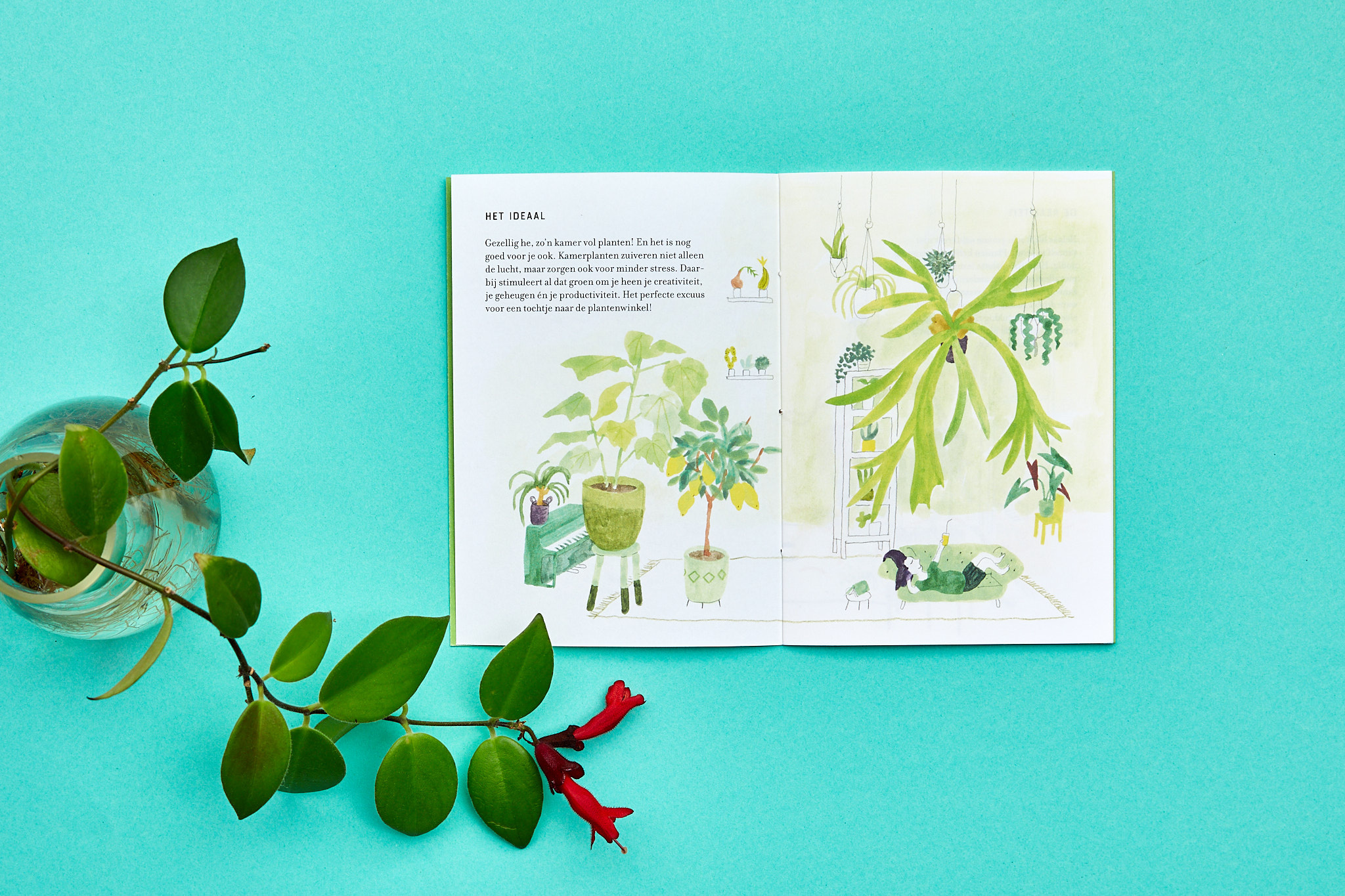 GROENE VINGERS ~ Kakkerlakjes - De Groene Knoop • Green Lifestyle Store -