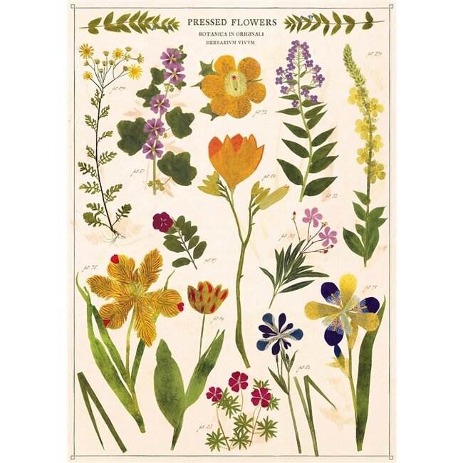 Cavallini Papers & Co - Pressed Flowers - Wrap/Poster - Grey Street
