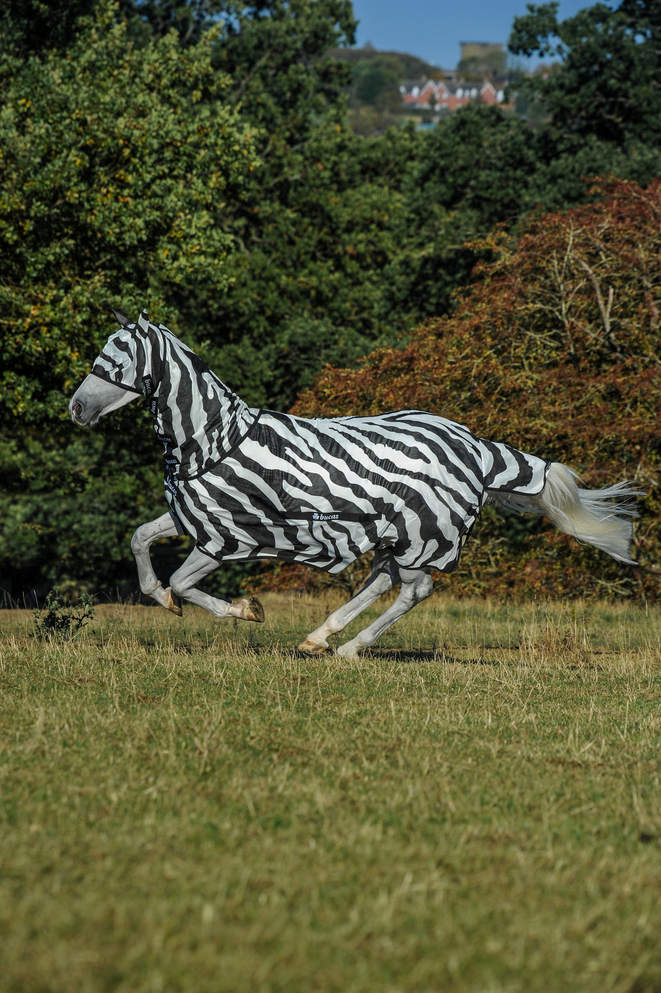 Bucas Buzz-Off Zebra & Neck - Zalda