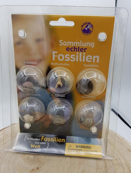 Verzameling echte fossielen - 6 echte fossielen - Spirituele winkel