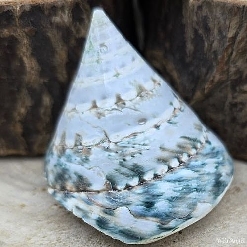 Trochus Troca Schelp Groen - Spirituele winkel