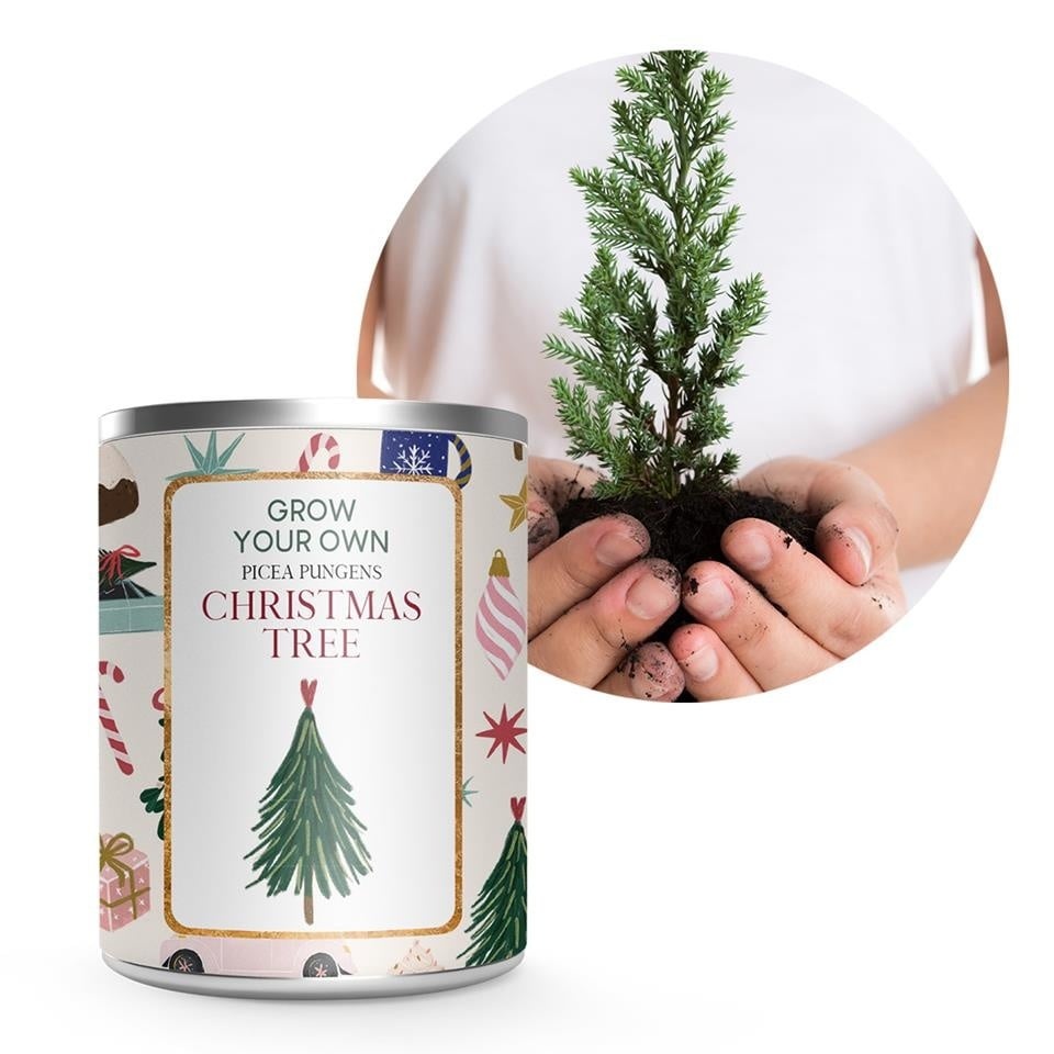 Kweek je eigen kerstboom zadenpakket in blik - Uitdeelcadeautjes.nl