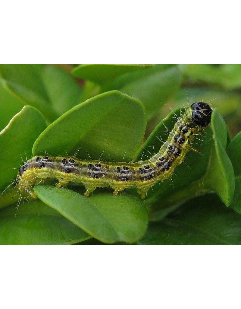 Rups bestrijden - Brimex