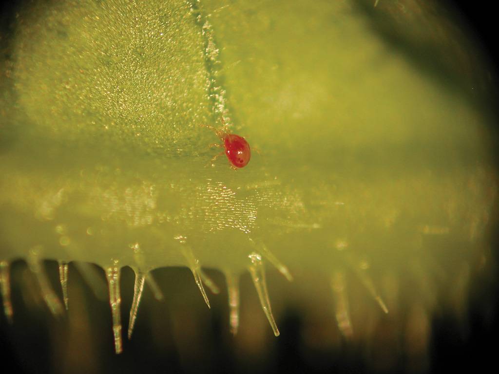 Roofmijt Brimex Phytoseiulus persimilis system - Brimex