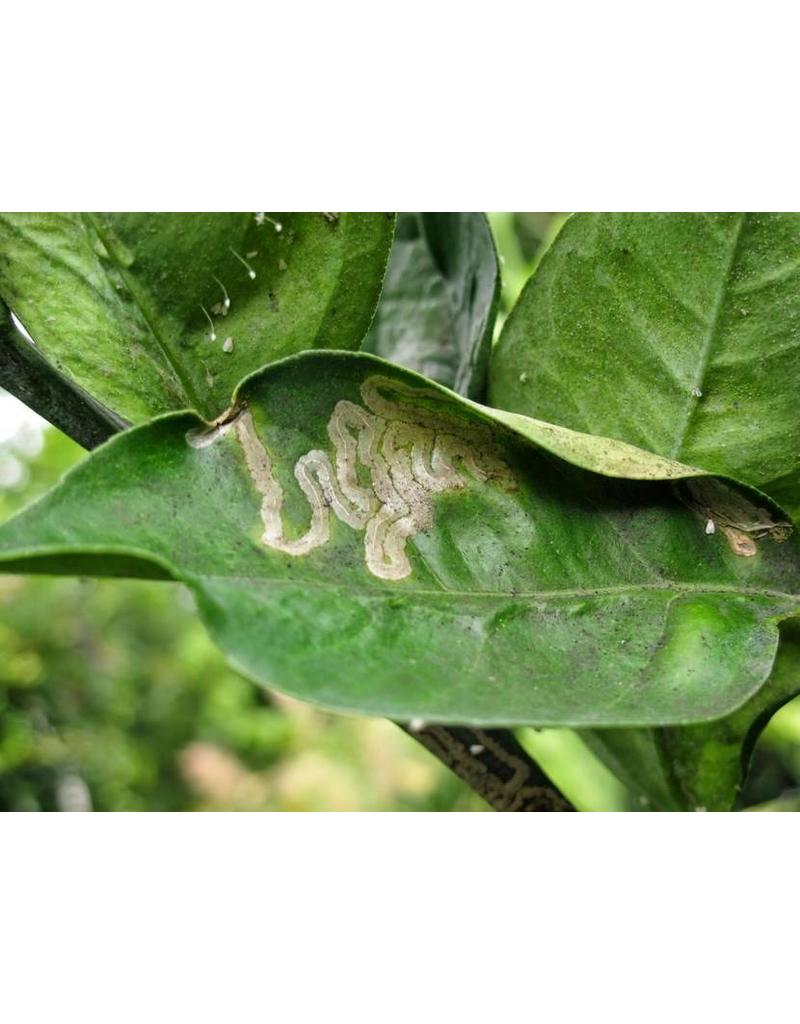 Sluipwesp Brimex Diglyphus Isaea - Brimex