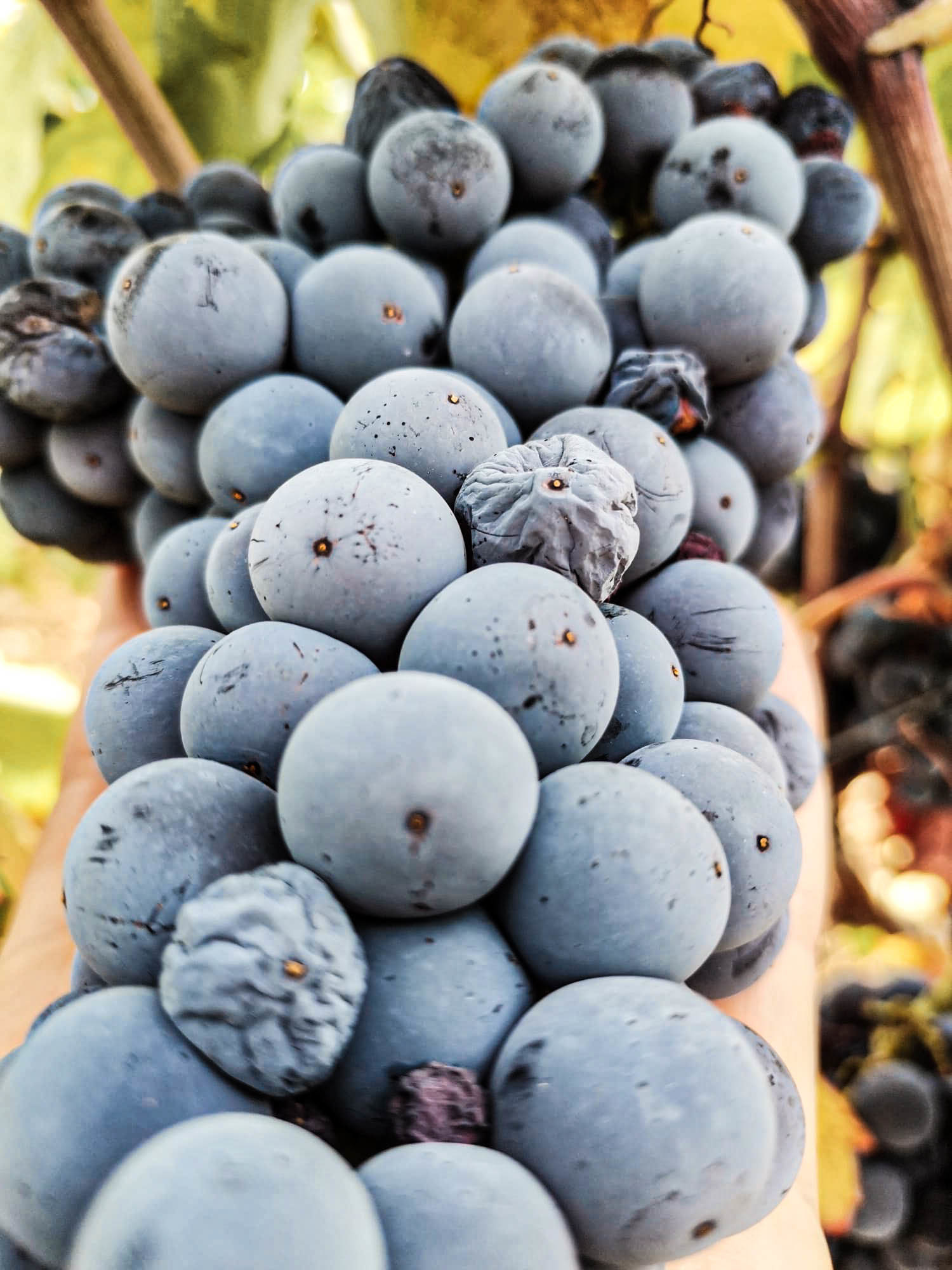 The International Plavac Mali day - The Taste of Croatia