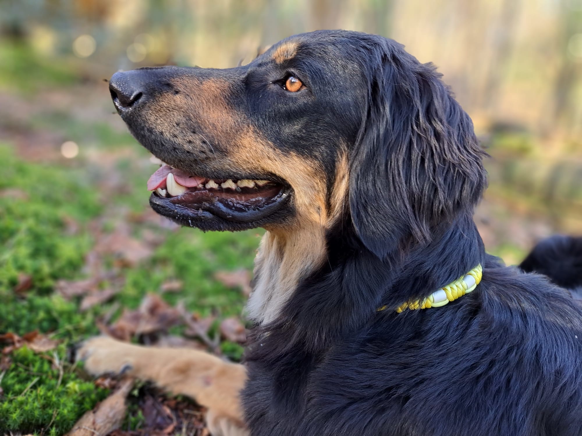 DIY anti-teek halsband Lemon Geel/Pastel Geel - 123Paracord