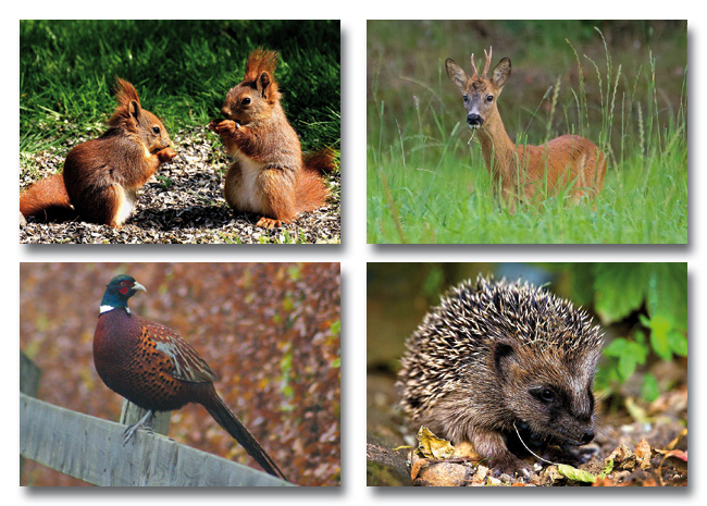Bosdieren kaarten | Voor dierenliefhebbers | Beloon met Stammetjes.nl ...