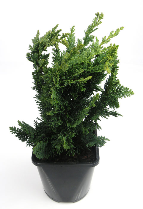 Shop Chamaecyparis lawsoniana 'Wisselii' Online - Plant New Day