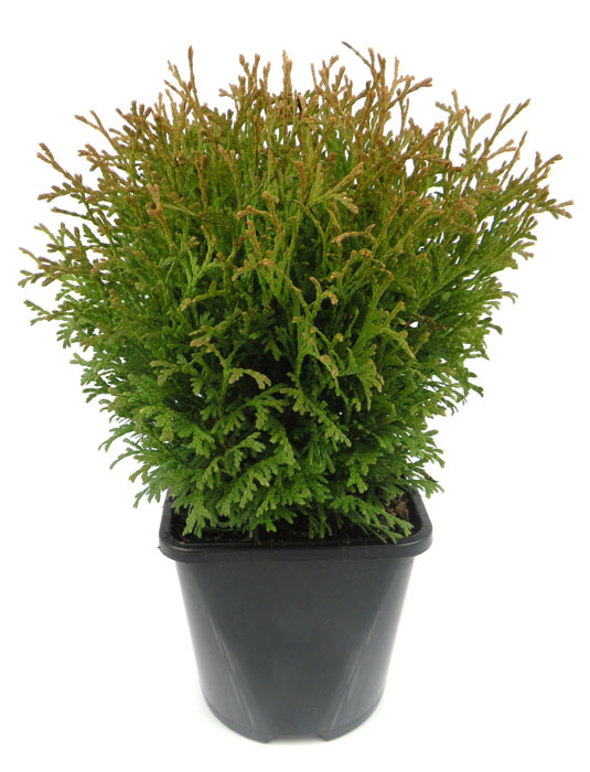 Shop Thuja occidentalis 'Tiny Tim' Online - Plant New Day