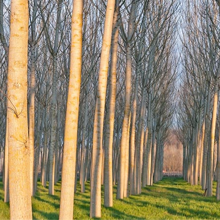 Ecoplex Multiplex Interieurbouw Plaat - Groene Bouwmaterialen