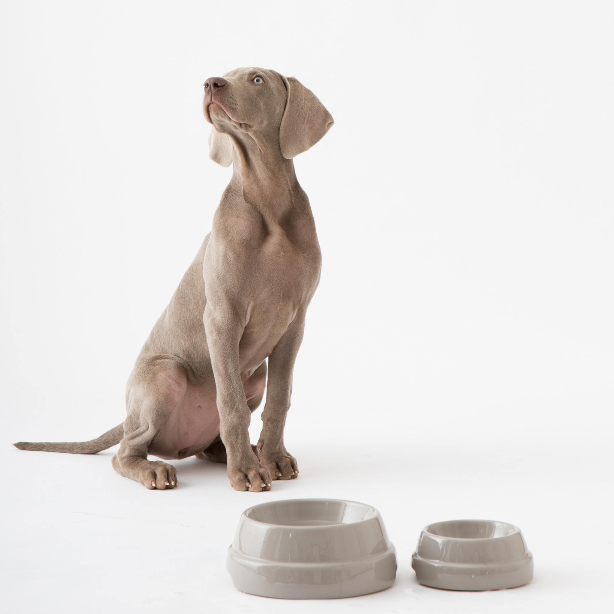 Make your house a home for your dog | The Pet Empire | Dog blog - The ...