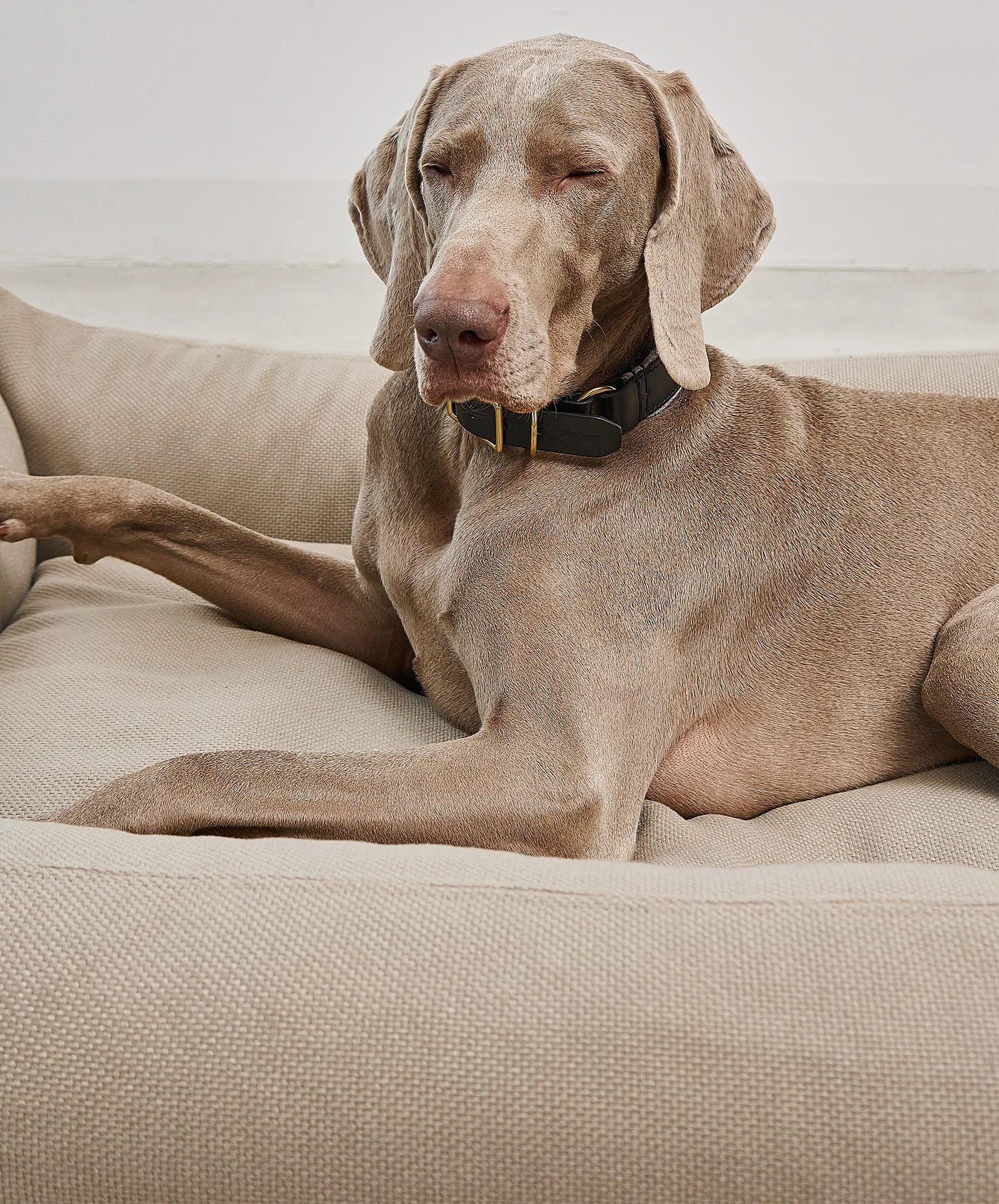 Cane Sonno, Beddenhoes, Cappuccino - The Pet Empire