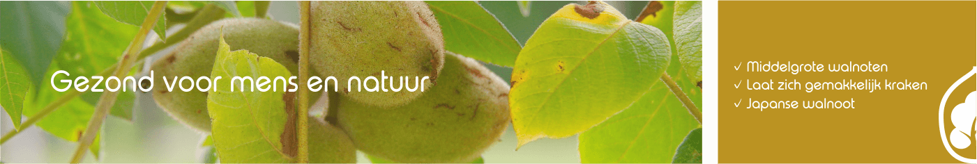 Boternoot notenbomen kopen? | Beleef jouw eigen walnotenboom - De ...