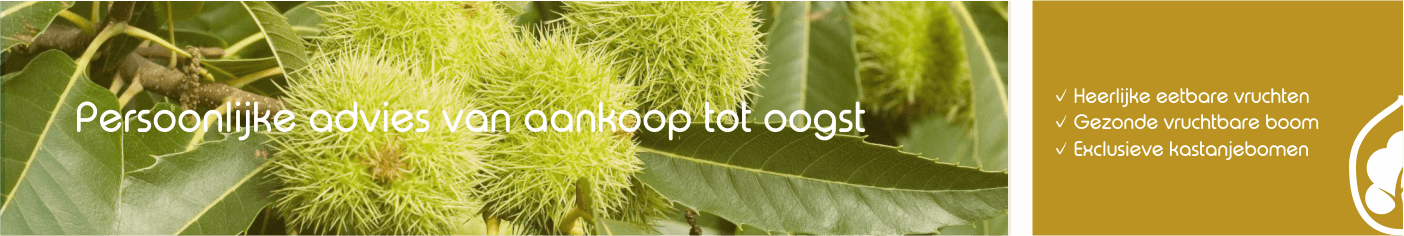 Alle kastanje bomen - De Nootsaeck Webshop