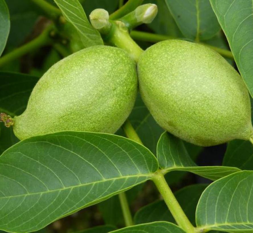Walnootboom Juglans regia Bella Maria - De Nootsaeck Webshop