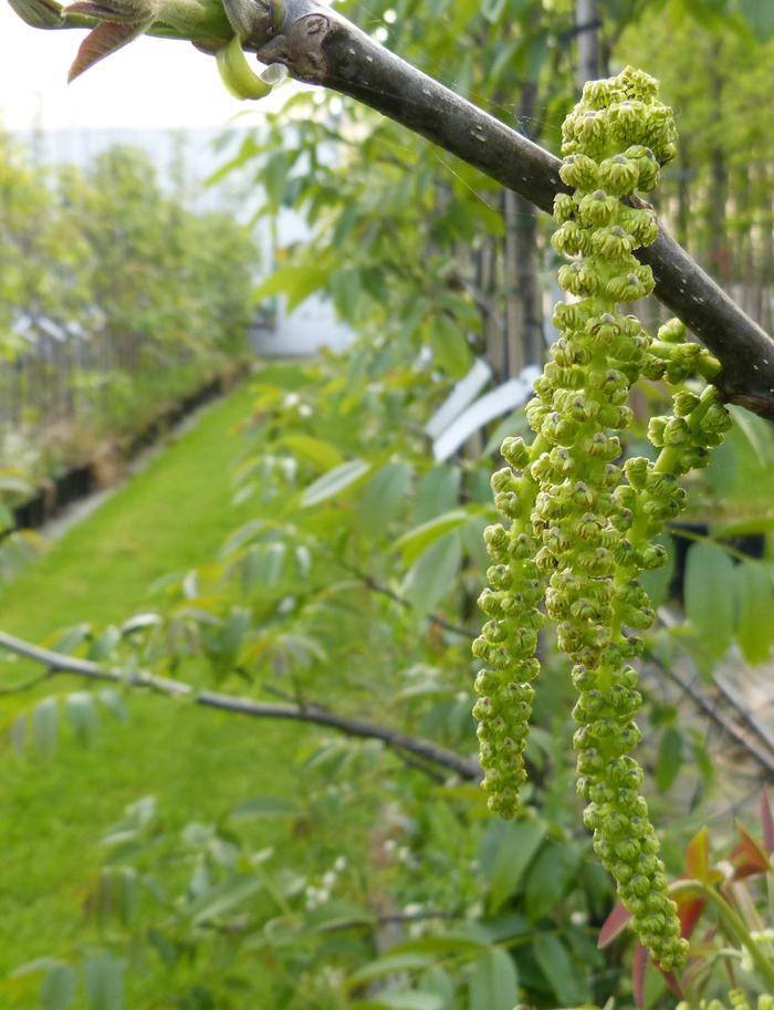 Walnootboom Juglans regia Broadview - De Nootsaeck Webshop