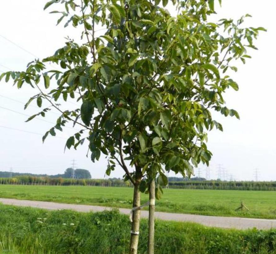 Walnootboom Juglans regia Buccaneer - De Nootsaeck Webshop