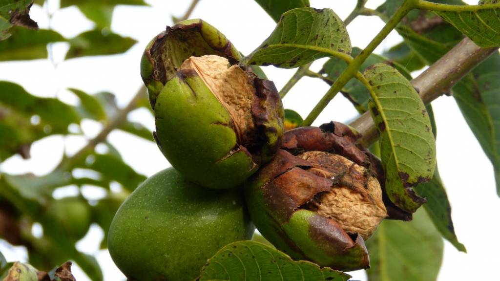 Walnootboom Juglans regia Coenen - De Nootsaeck Webshop