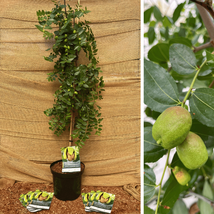 Chinese Dadelboom | Ziziphus jujuba