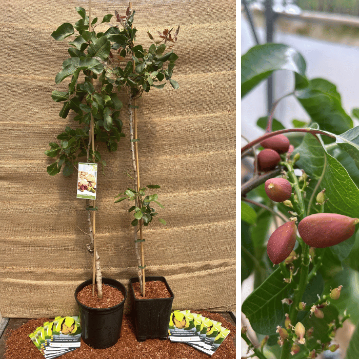 Pistachio package - 2 pieces of Pistacia in varieties