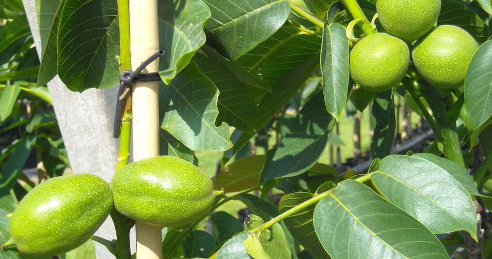 blog - Common mistakes people make when planting nut trees for the ...