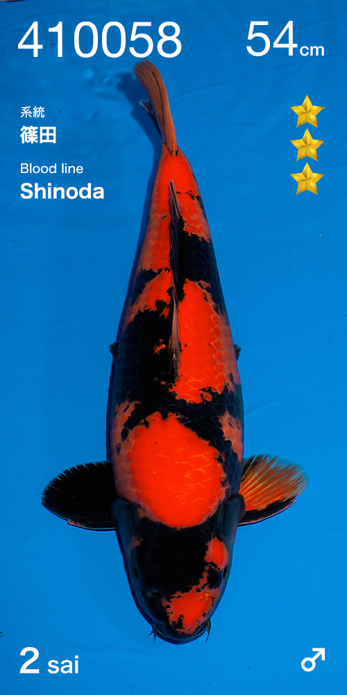 Hi utsuri shinoda 54cm - MA-koi