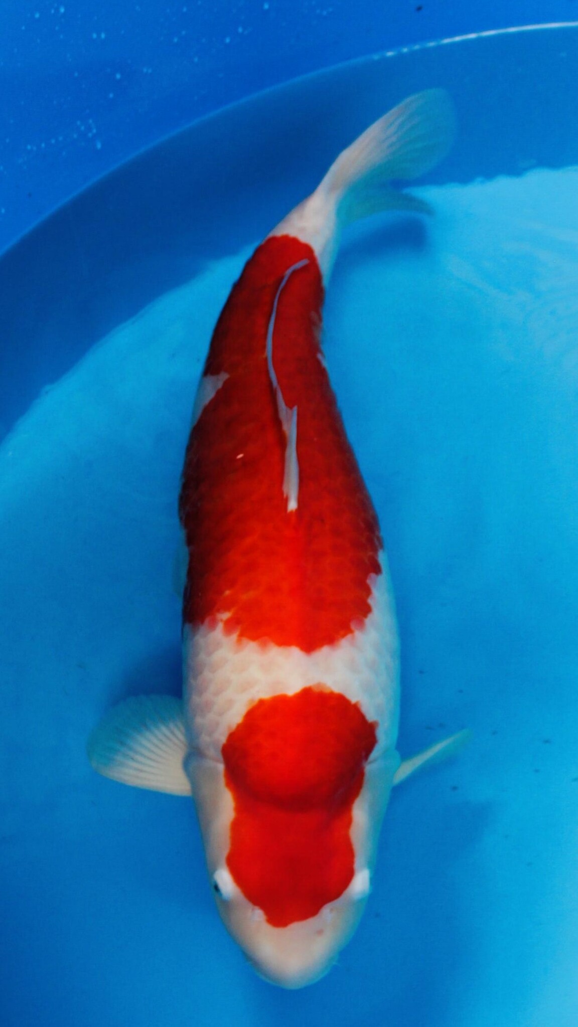 Sakai Fish Farm Kohaku Gosai 75cm - MA-koi