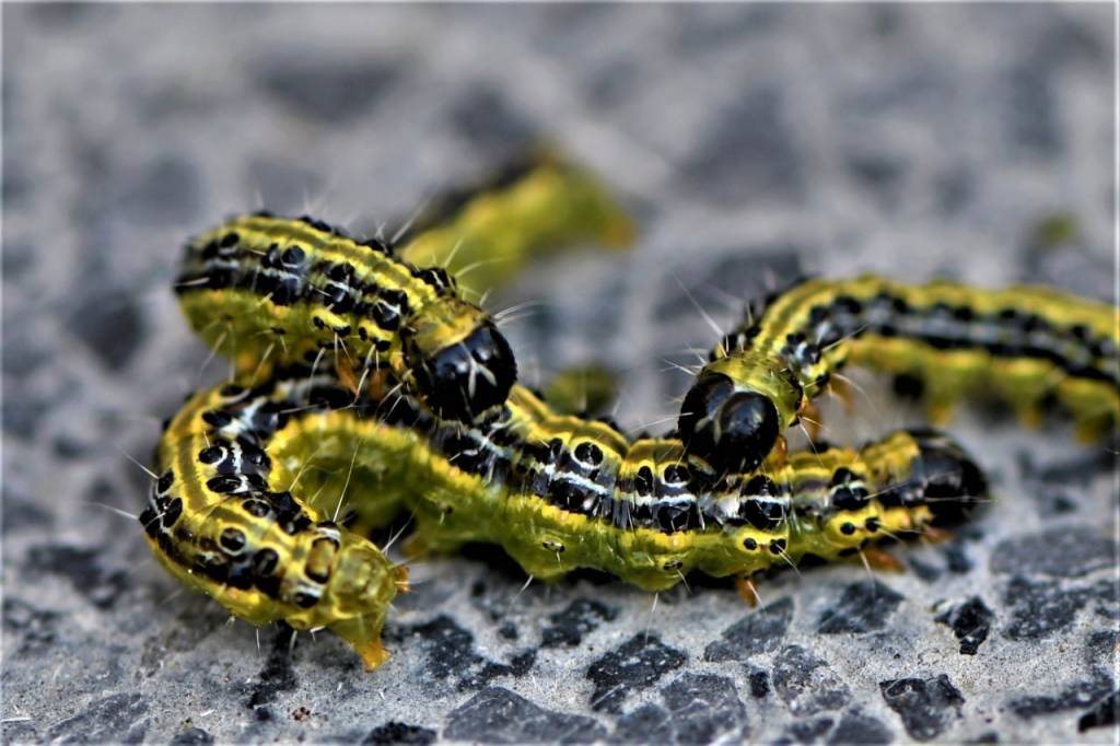 Snel de buxusrups bestrijden, lees hier de 5 beste tips wat te doen bij ...