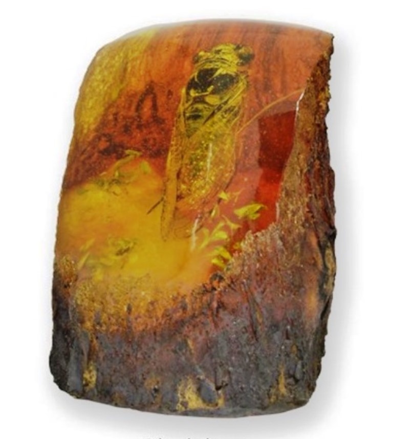 Cicada Fossil Cast in Resin | Boutique Trukado - Boutique Trukado