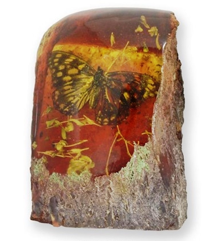 Butterfly Fossil Cast in Resin | Boutique Trukado - Boutique Trukado