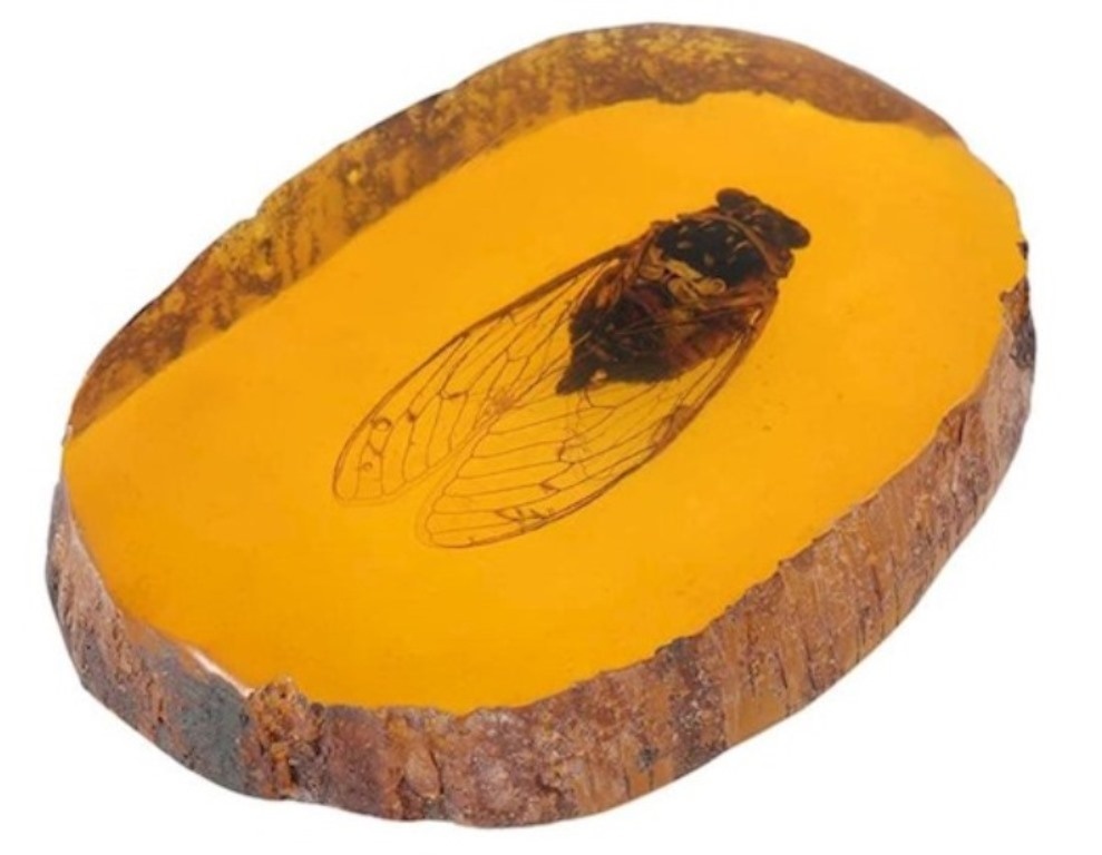 Cicada Fossil Cast in Resin 11cm | Boutique Trukado - Boutique Trukado