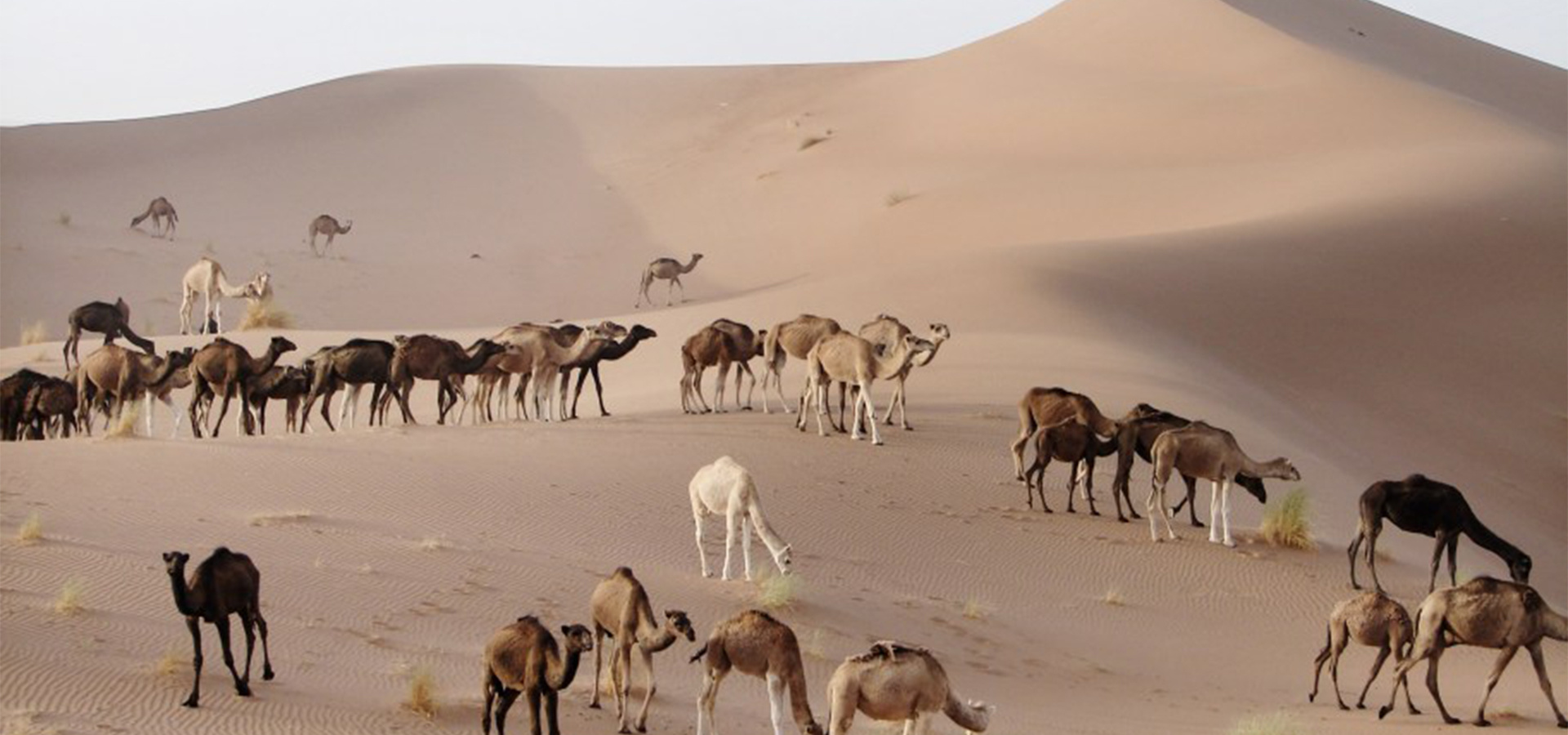 The Tuareg and their utensils • Bring the world into your home ...