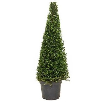 Ilex Crenata of Japanse Hulsten kopen - Fleurdirect