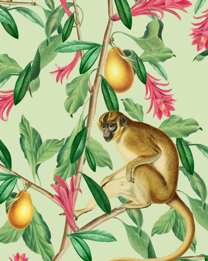 Tropical Monkey Wallpaper - Creative Lab Amsterdam B2B