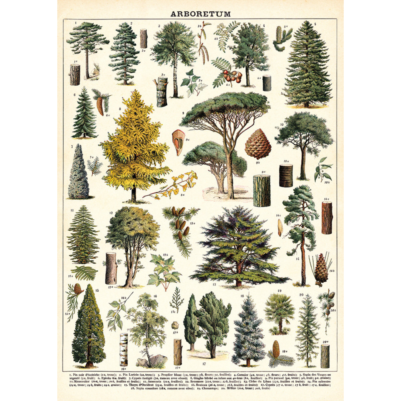 POSTER - PAPIER CADEAU ARBORETUM - Papeterie Michel