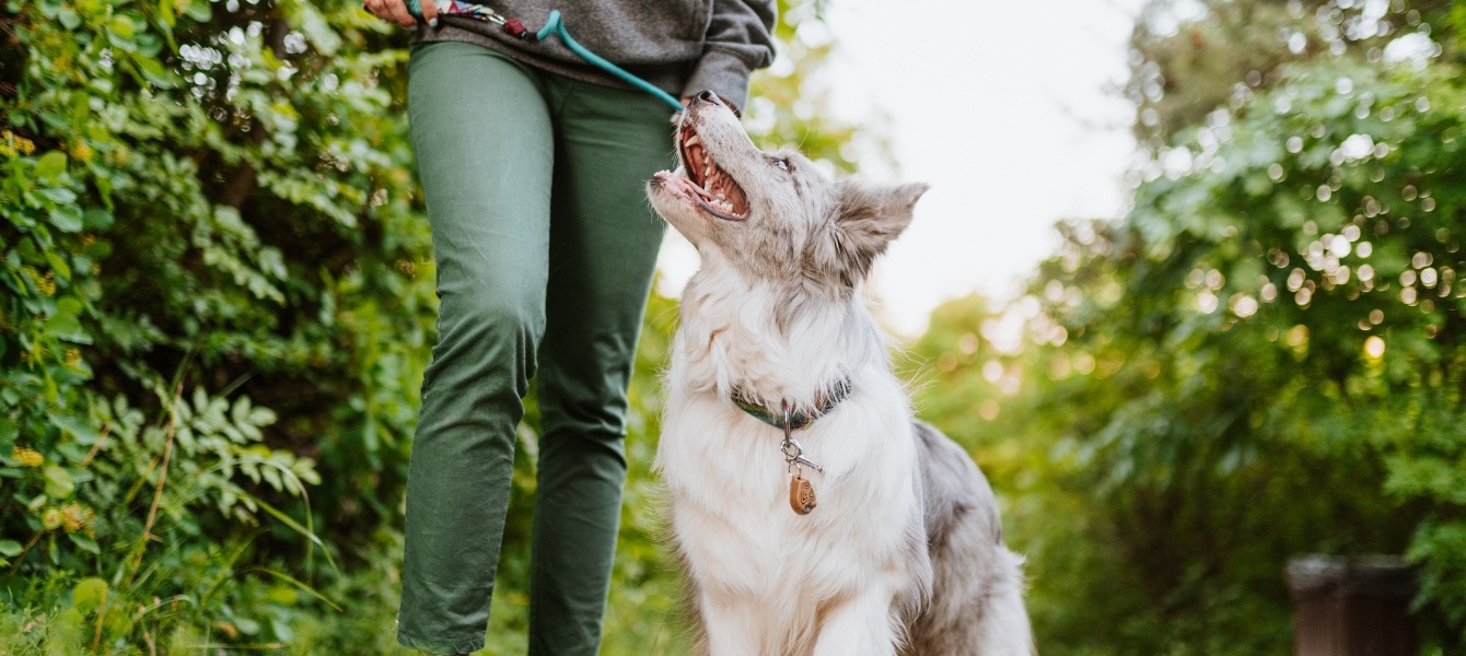 Effective Method Against Ticks
