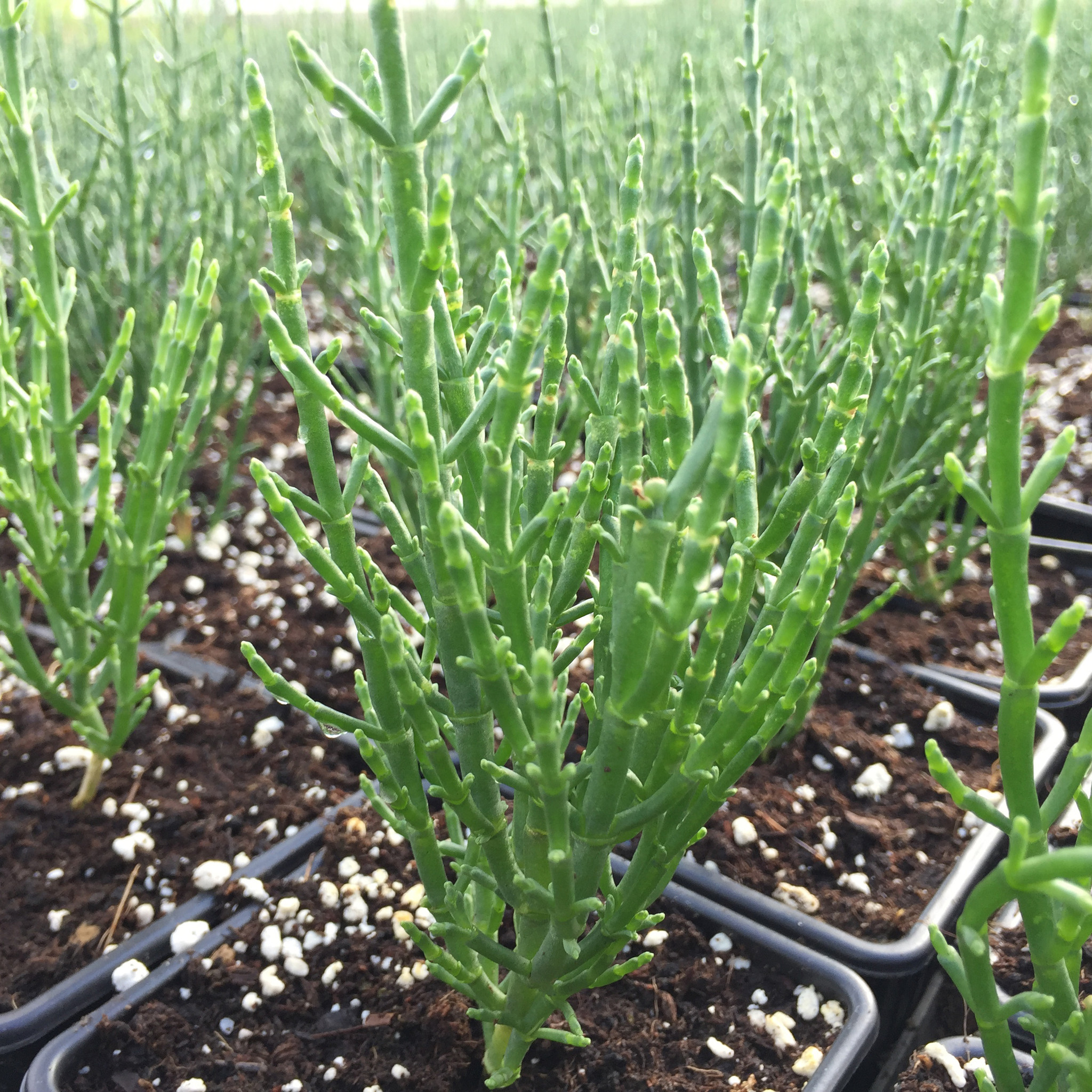 Zeekraal plant | Fruticos - Fruticos