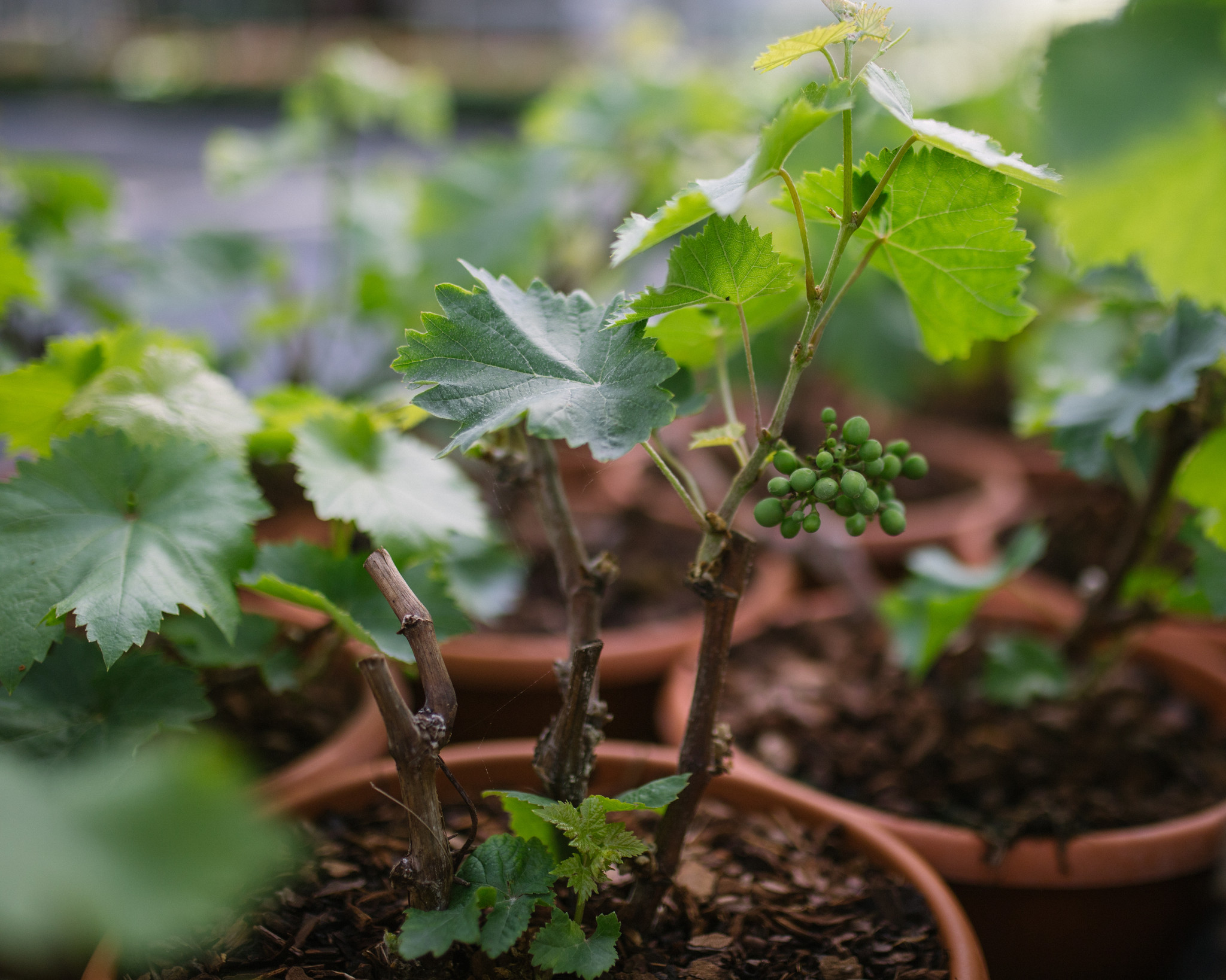 Bonsai Druivenplant - Vitis | Fruticos - Fruticos