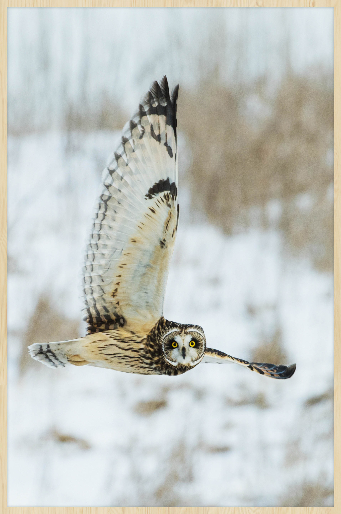 Wandkraft – Bright Wings 007- Gratis thuisbezorgd - De Woon Winkel