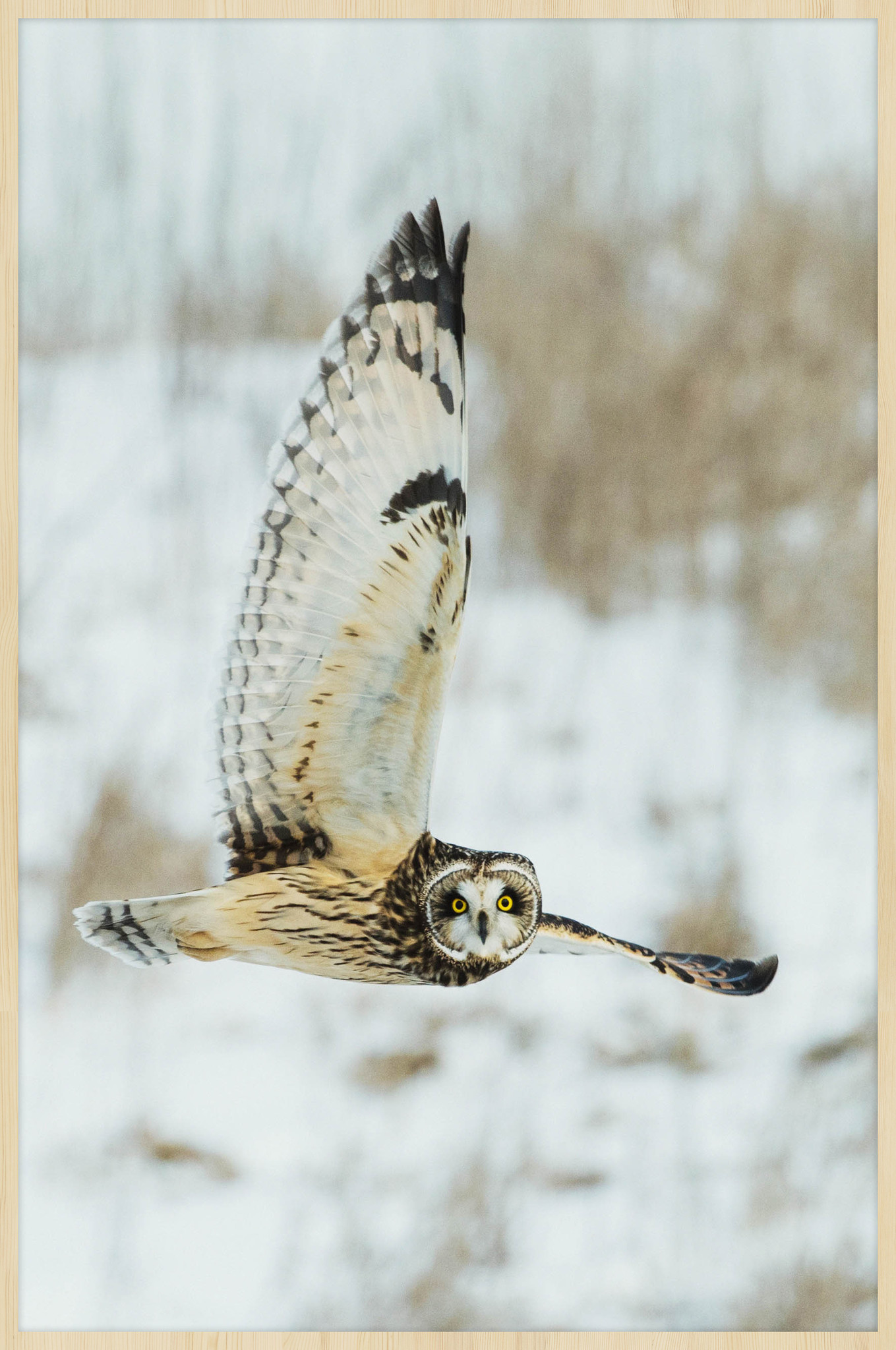 Wandkraft – Bright Wings 007- Gratis thuisbezorgd - De Woon Winkel