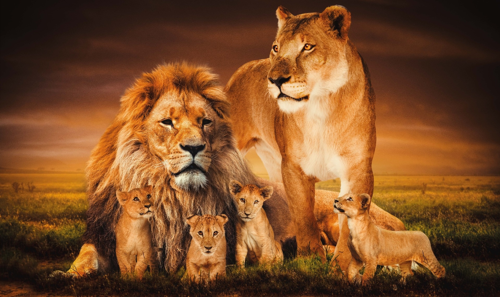 Wandkraft – The Lion Family- Gratis thuisbezorgd - De Woon Winkel