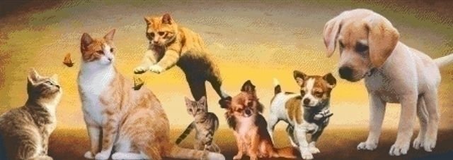 Pixelhobby patroon 5506 Cute Pets Kopen? - Art en Hobby