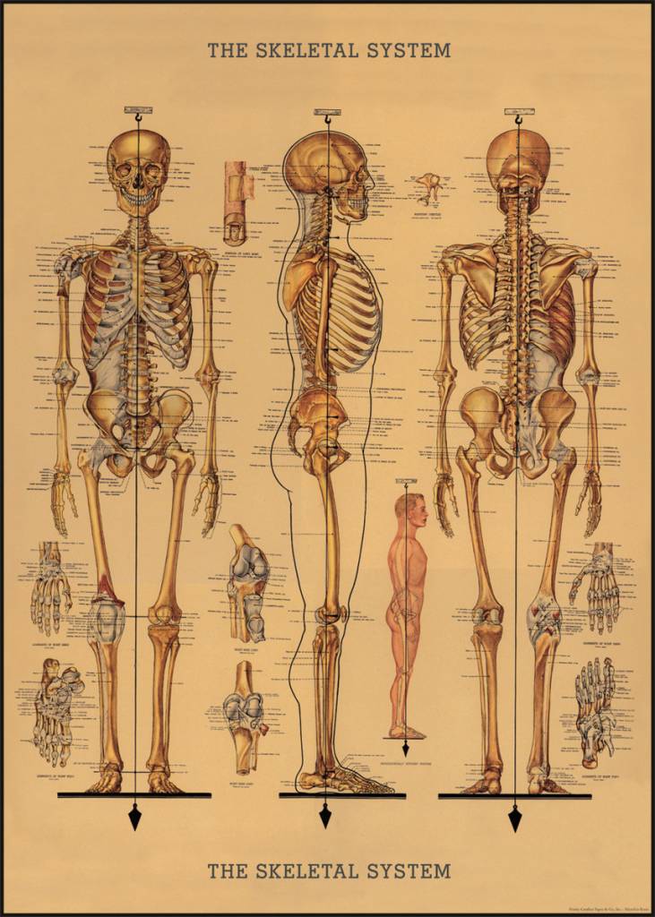 VINTAGE POSTER - Skeleton (50x70cm) - Animaux Spéciaux