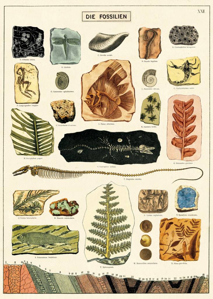 AFFICHE VINTAGE - Fossiles (50x70cm) - Animaux Speciaux