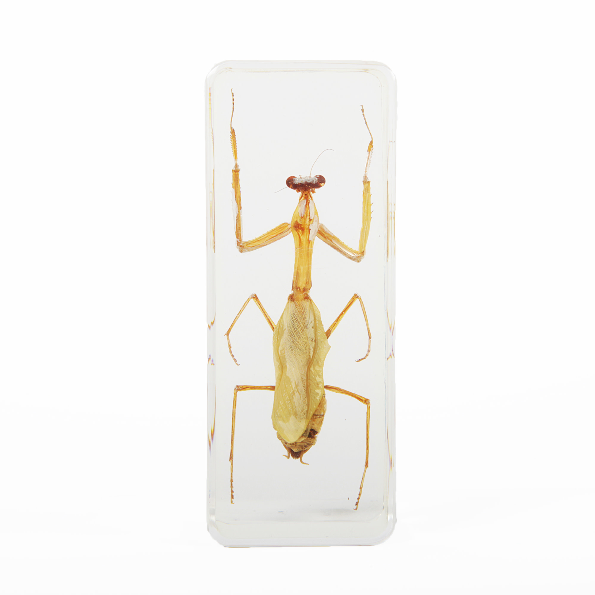 PAPERWEIGHT - Praying Mantis - Animaux Spéciaux