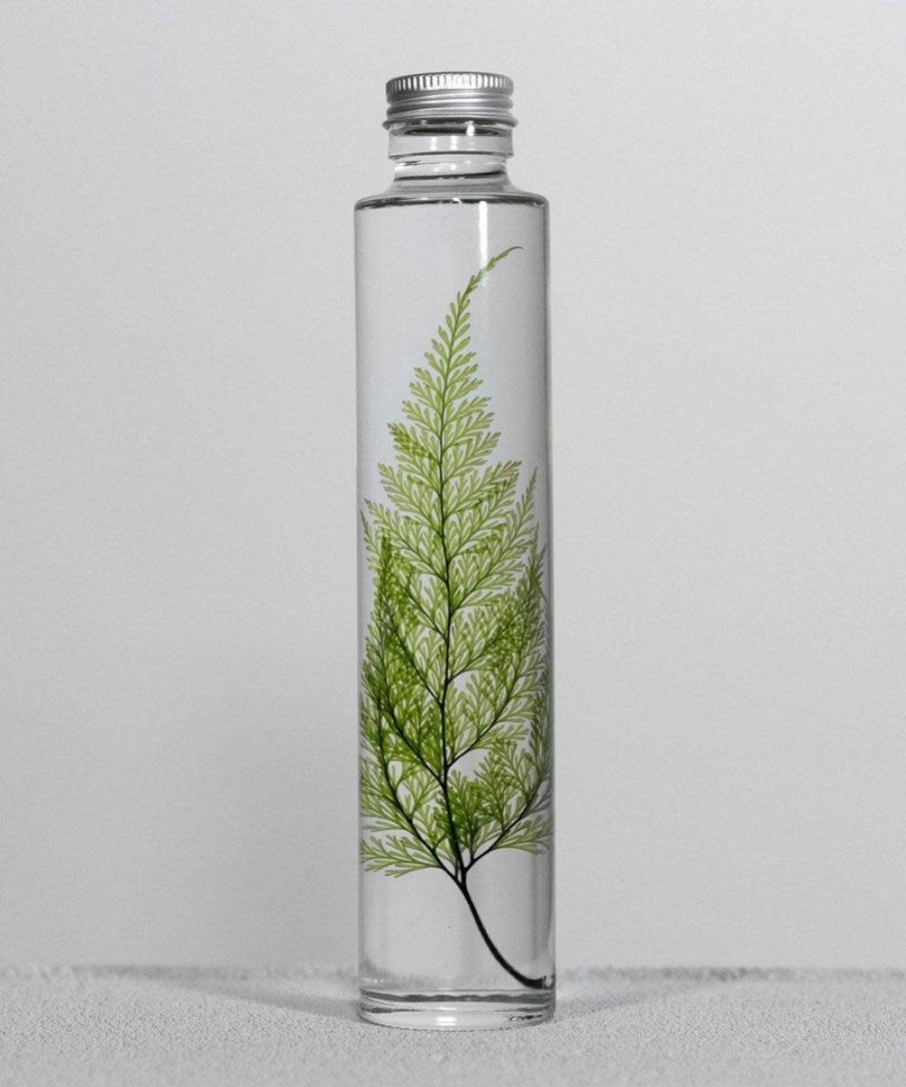 PLANTSPECIMEN - Tabaria fern (200ml) - Animaux Spéciaux