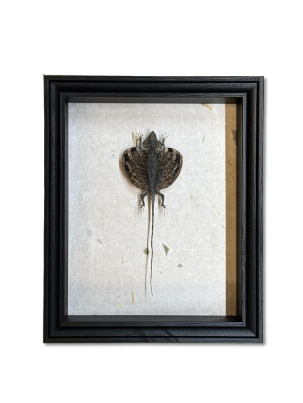 ANTIQUE FRAME - Flying dragon (Draco volans) - Animaux Spéciaux