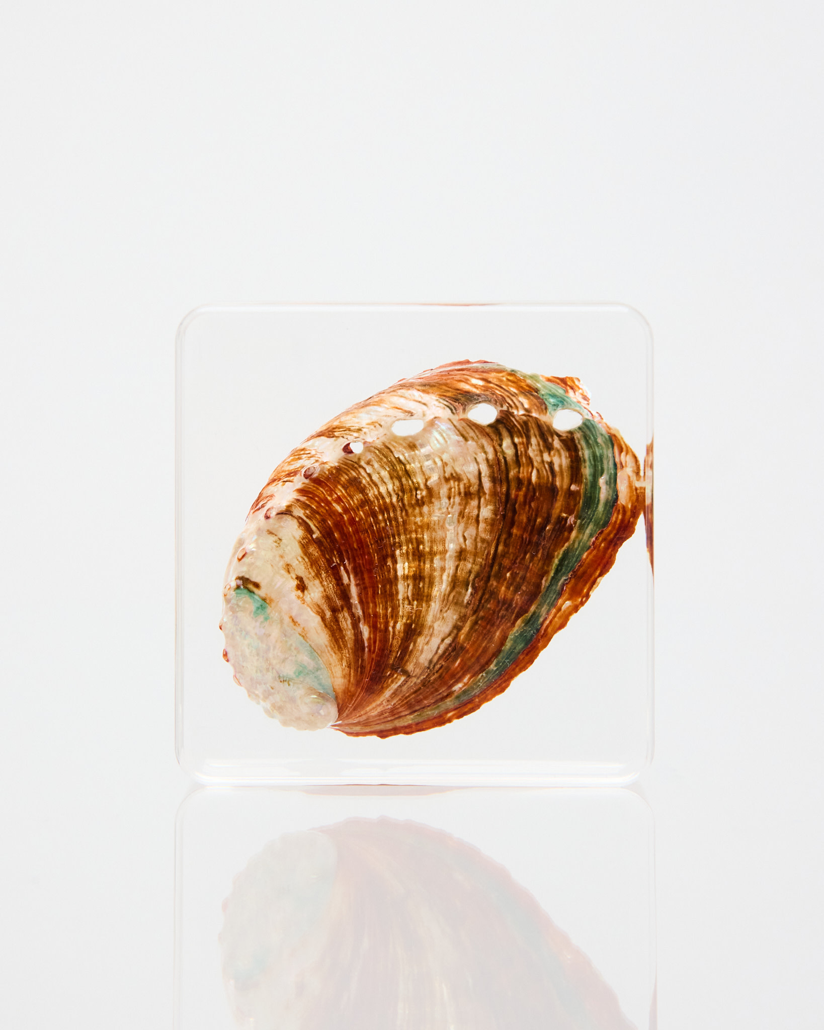 Abalone Shell Paperweight – Desk Accessory | Animaux Speciaux - Animaux ...