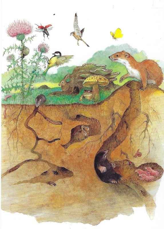Unter der Erde | Naturillustrationen im Postkartenshop Berlin ...